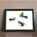 Ants Digital Art, Ants Clipart, Digital Ants Drawing, Hand-drawn Ants ...