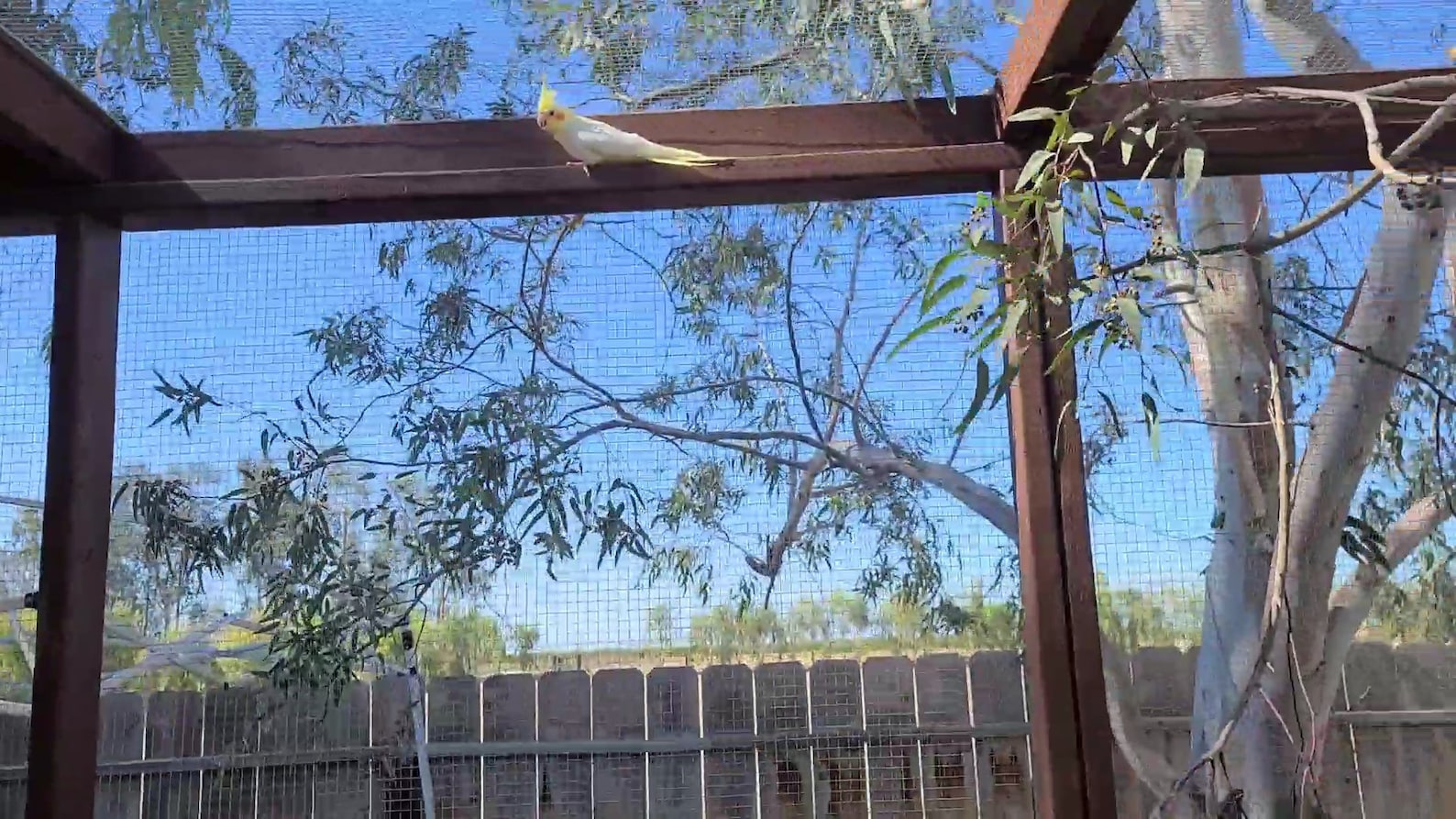 DIY Walk in Bird Aviary 8x16 Plans PDF - Etsy