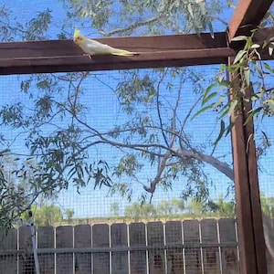 DIY Walk in Bird Aviary 8x16 | Plans | PDF - Etsy