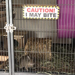 Caution! I May Bite Indoor Warning Sign - Etsy