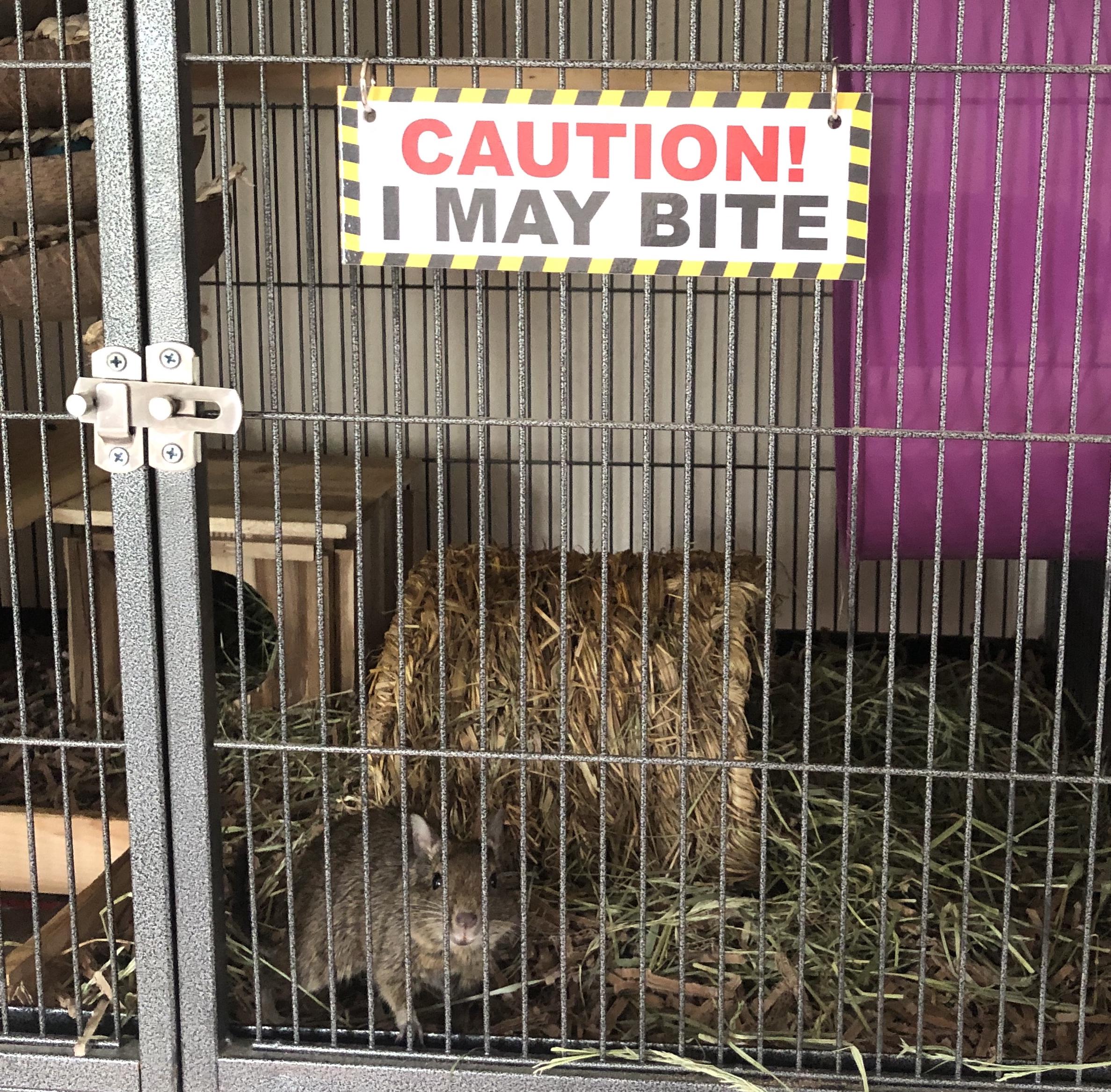 Caution! I May Bite Indoor Warning Sign - Etsy