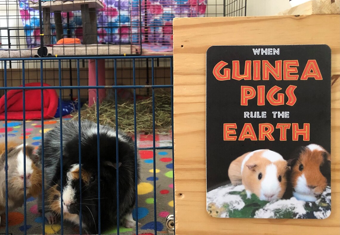 Personalised Guinea Pig Sign 'When Guinea Pigs Rule The | Etsy