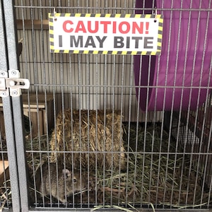 Caution! I May Bite Indoor Warning Sign - Etsy