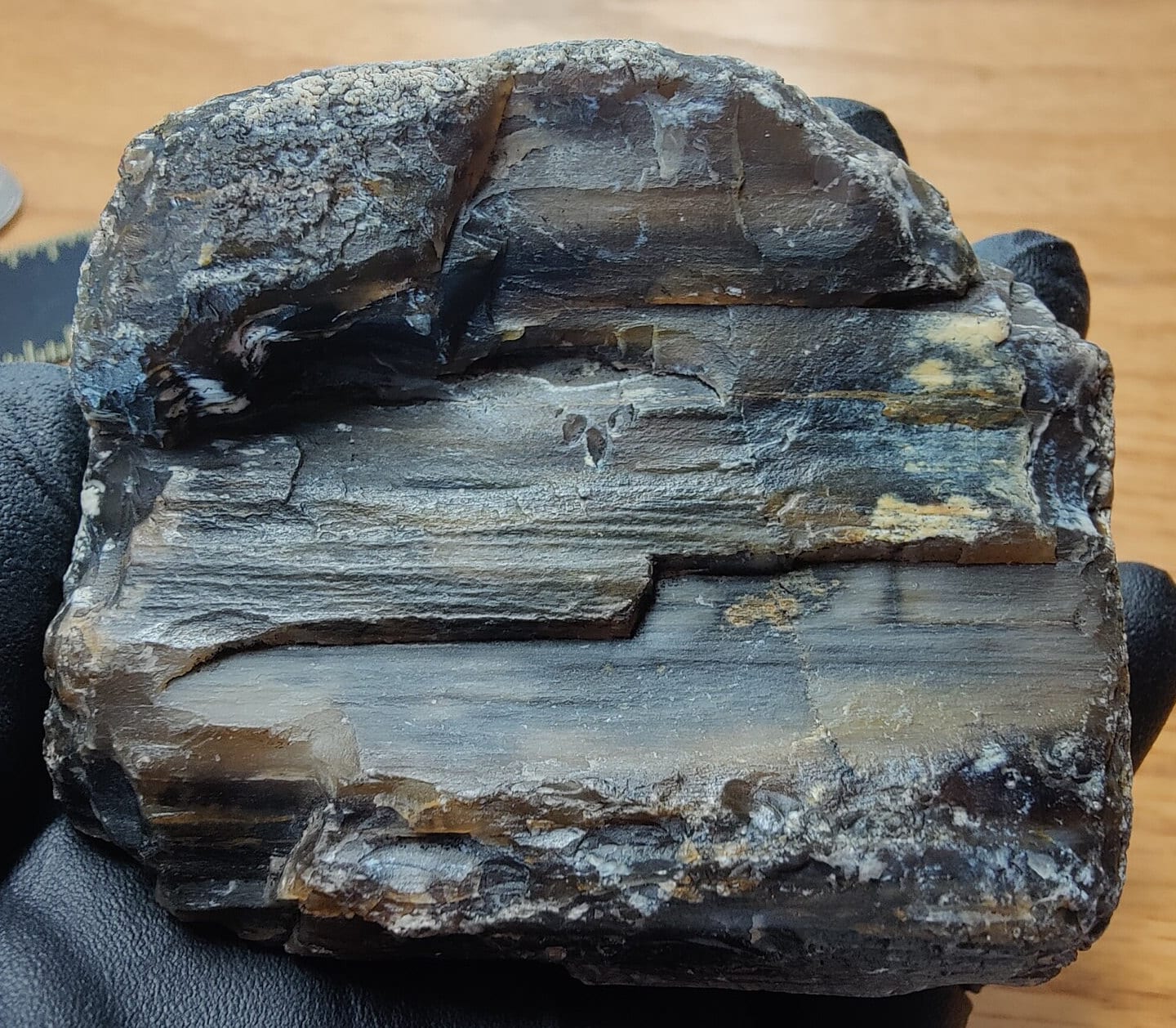 1 Montana Petrified Wood, Montana Agate, Petrify Wood, Yellowstone ...
