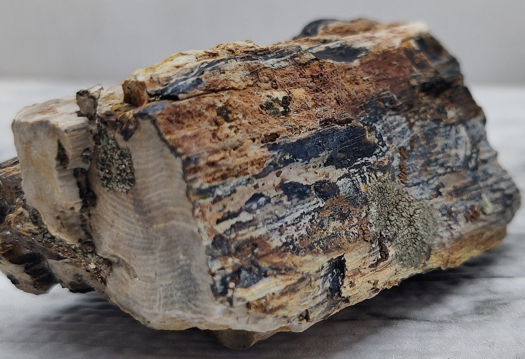 Montana Petrified Wood Montana Agate Petrify Wood Rough - Etsy