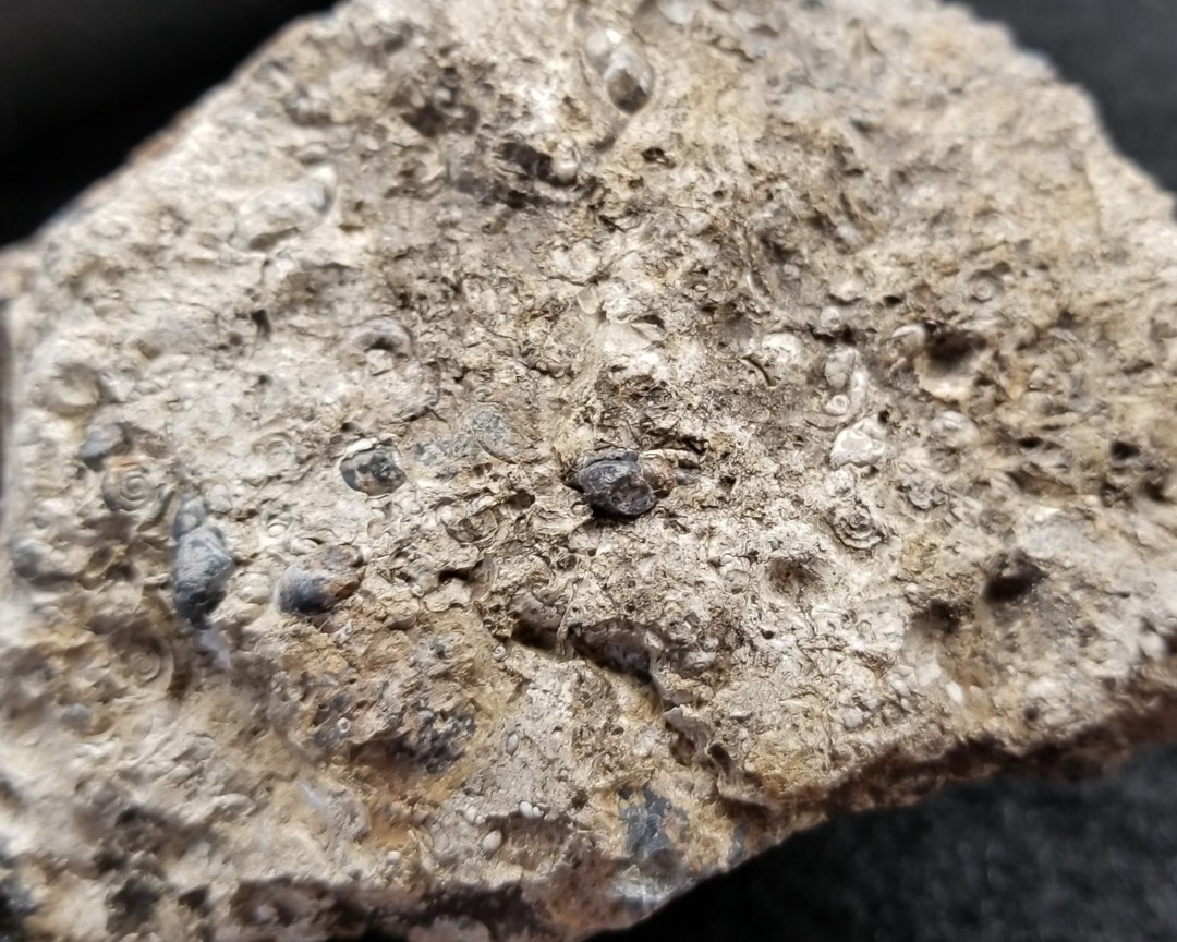 3 Fossilized Limestone, Fossilized Dolomite, Fossilized Chert, Trace ...