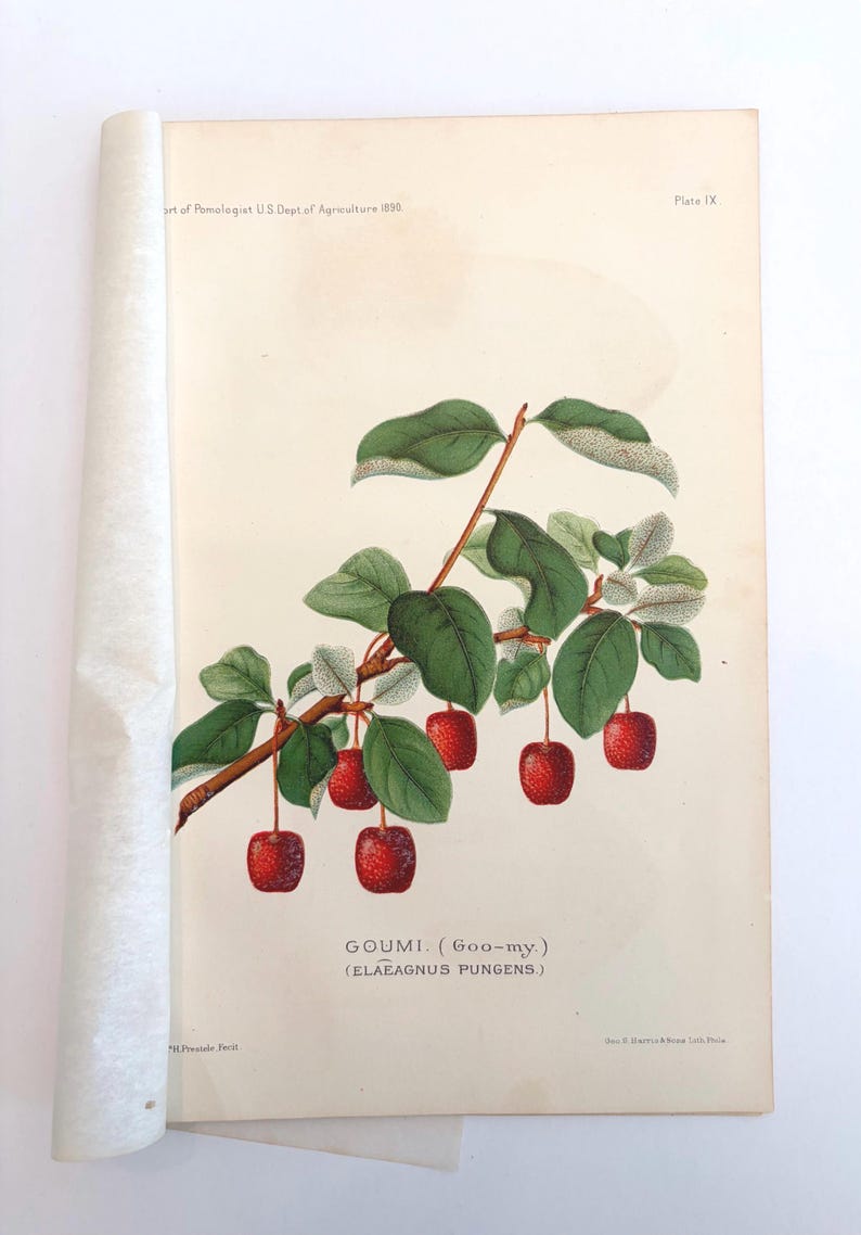 Antique 1890 Goumi Fruit Print – Elaeagnus Pungens – USDA Pomology ...