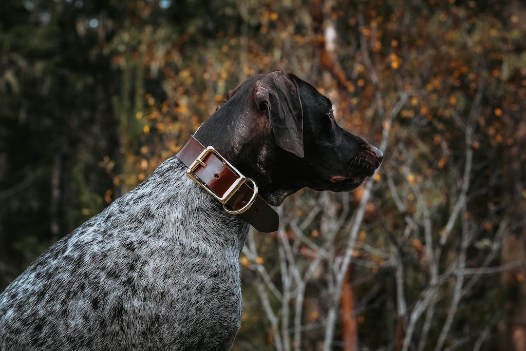 Extra Wide Leather Dog Collar: Personalized and Custom | English Bridle ...