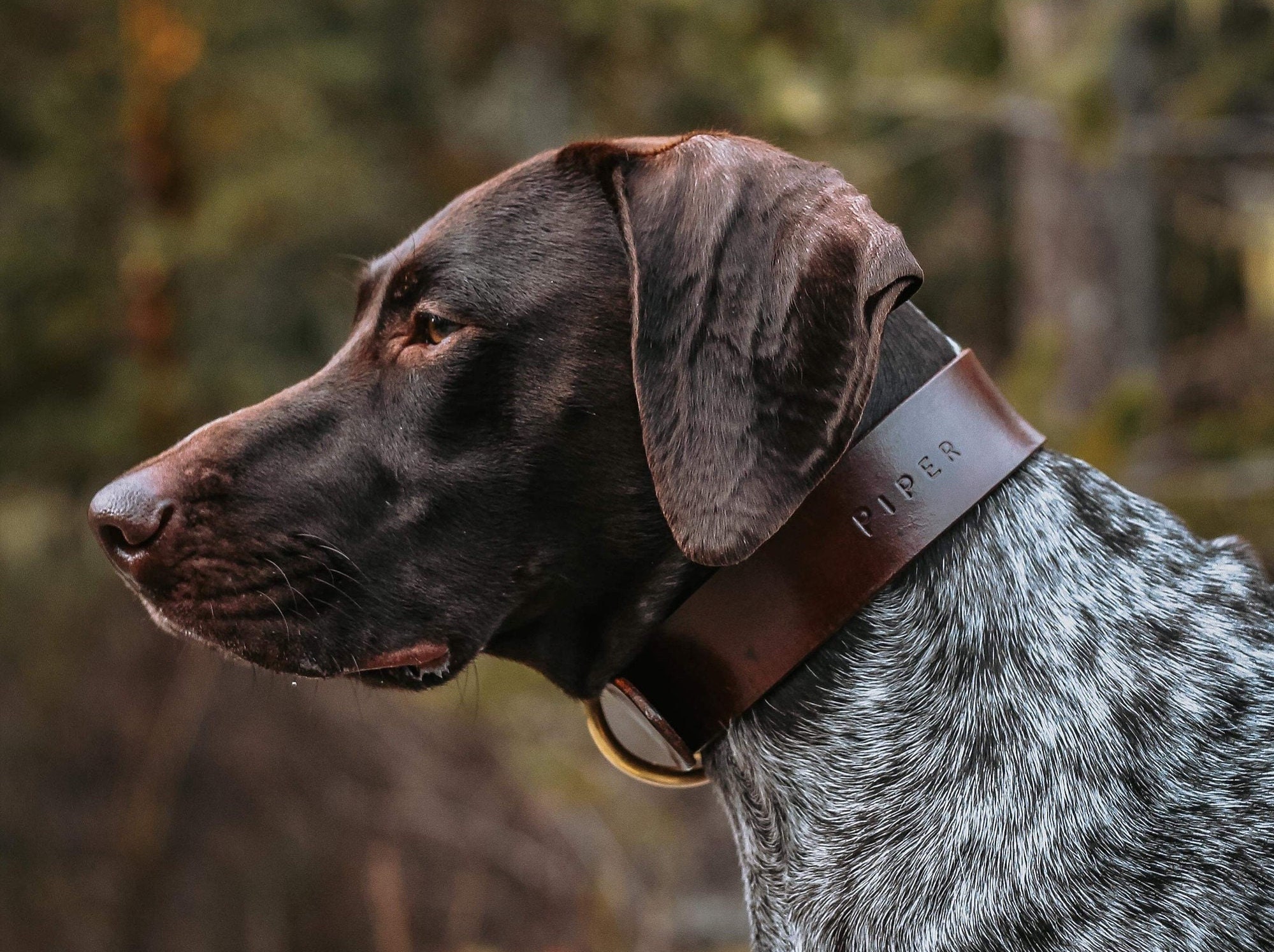 Extra Wide Leather Dog Collar Personalized Leather Dog - Etsy