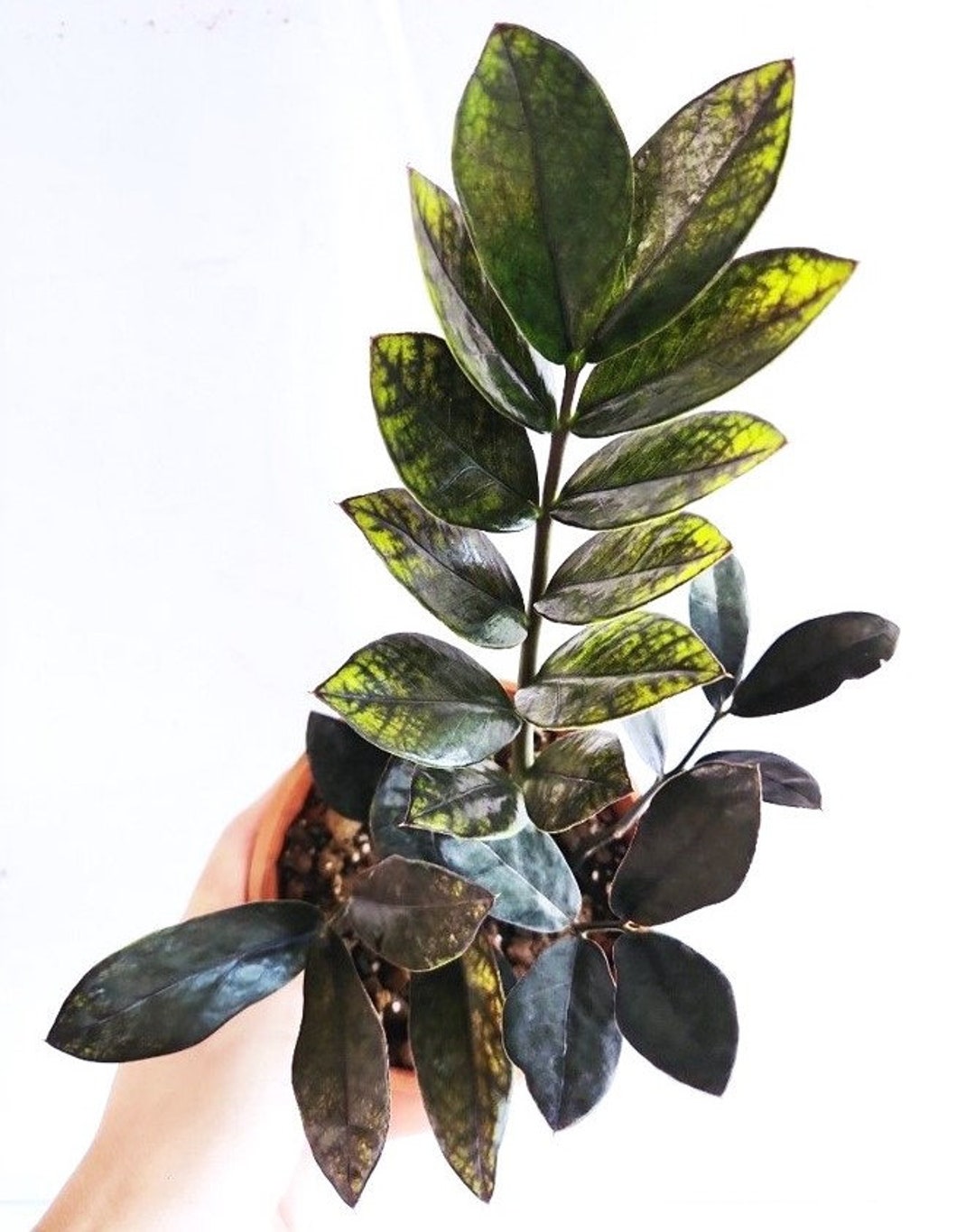ZZ Raven Black pink variegated Bulb, Rare Plants - Etsy 日本