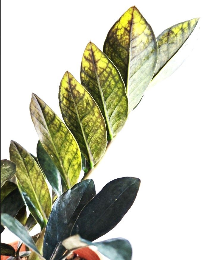 ZZ Raven Black pink variegated Bulb, Rare Plants - Etsy 日本