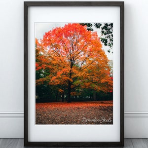 Autumn Tree Print, Fall Foliage Art, Colorful Leaves Wall Decor - Etsy