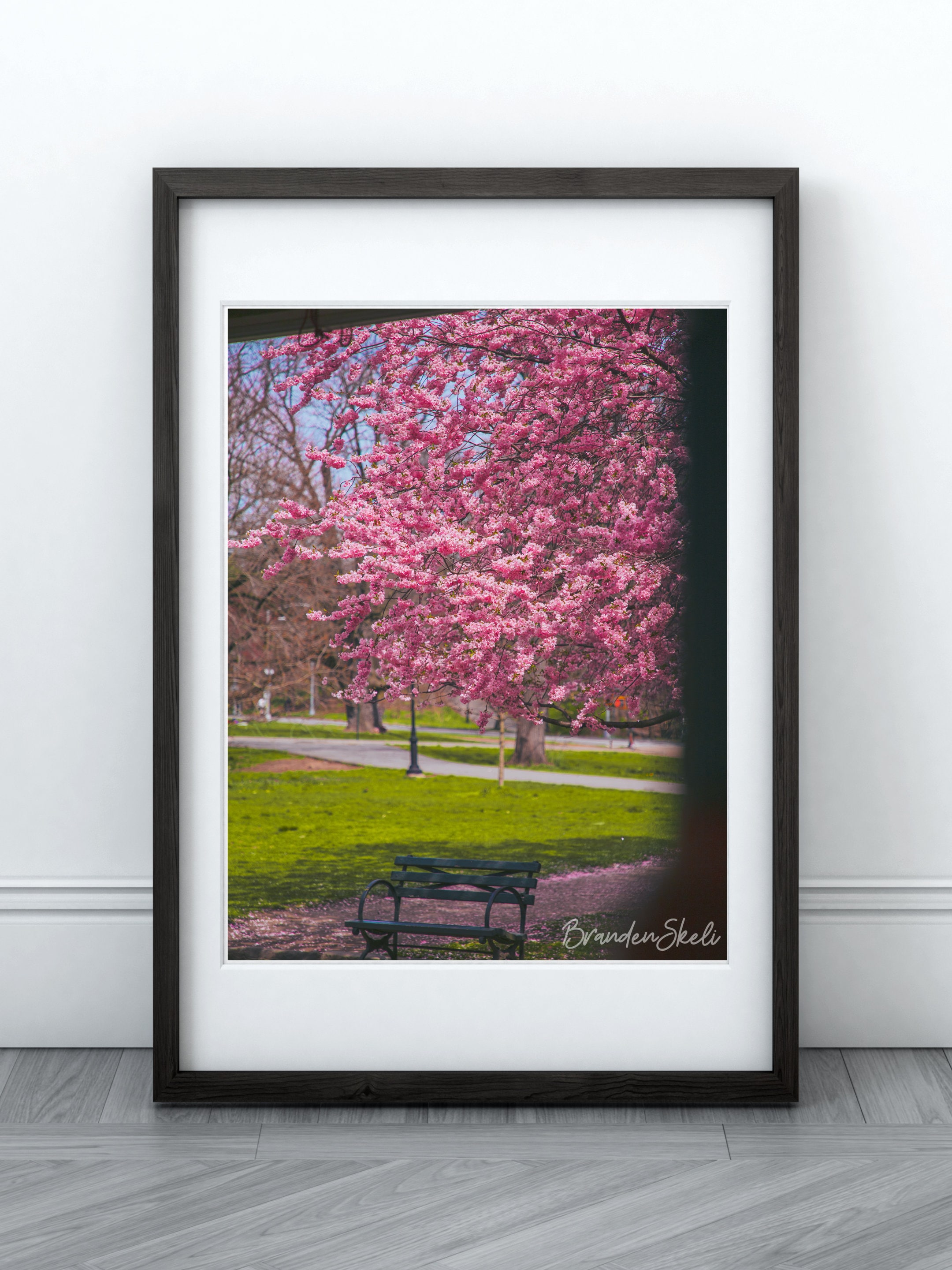 Sakura Tree Over A Park Bench, Spring Photo Print, Spring Flowers - Etsy
