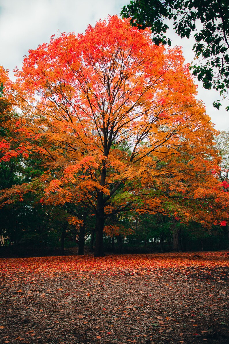 Autumn Tree Print, Fall Foliage Art, Colorful Leaves Wall Decor - Etsy