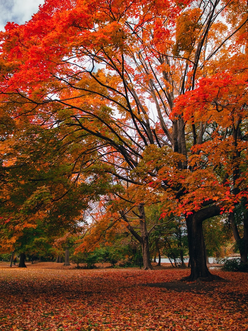 Fall Color Tree Wall Art, Red Maple Leaves , Autumn Forest Wall Art ...