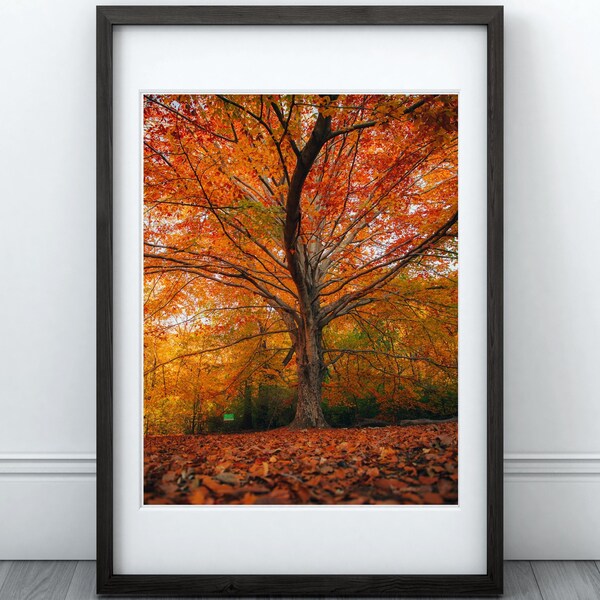 Maple Tree - Etsy