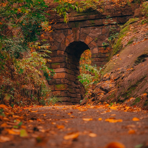 Autumn Tree Print, Fall Foliage Art, Colorful Leaves Wall Decor - Etsy