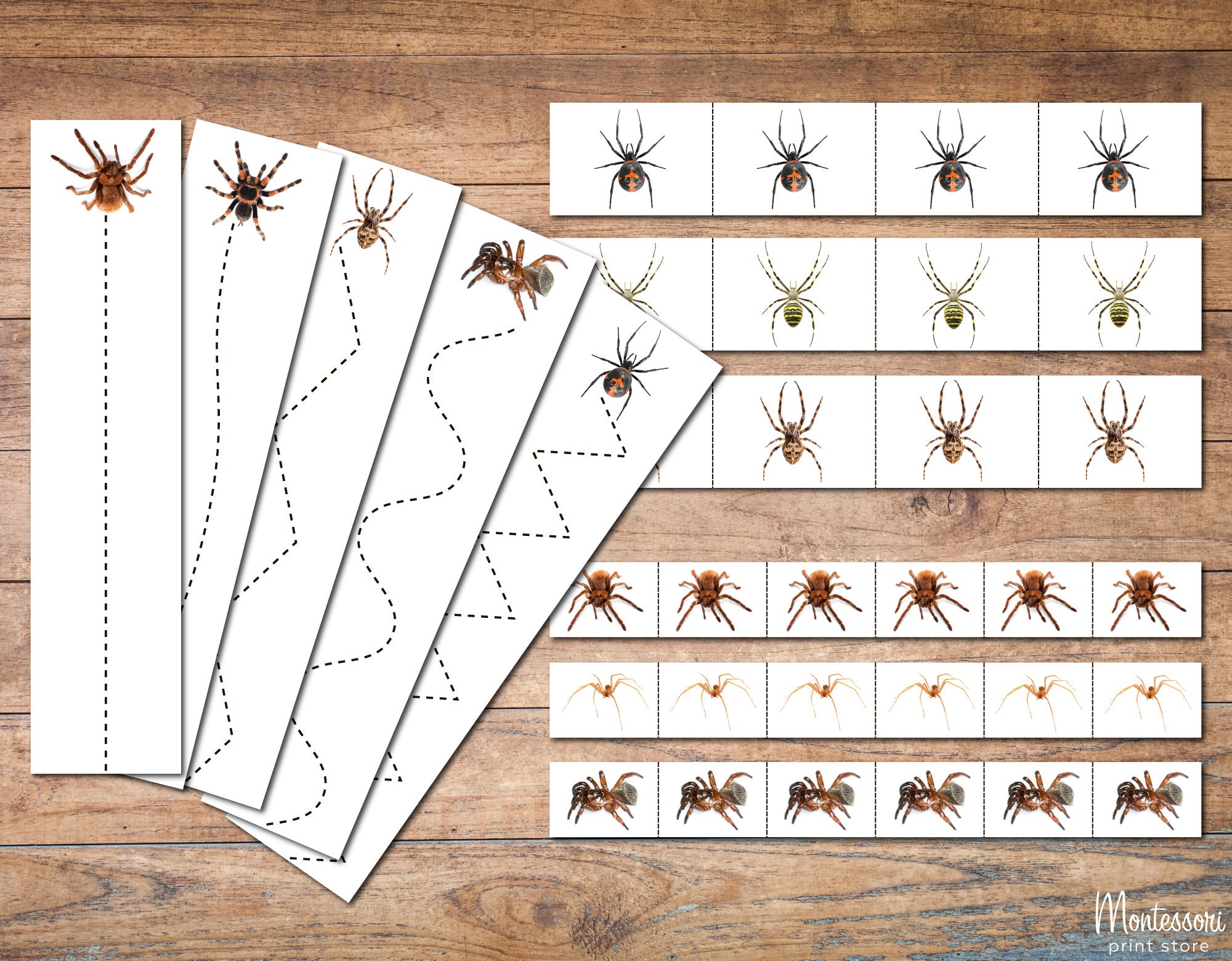 Spiders Scissor Strips Bundle Cutting Strips Preschool | Etsy