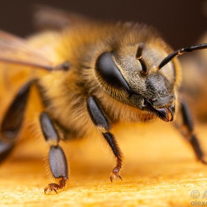 Real Honey Bee, 25 Dried Specimens Insect Taxidermy Real Honey Diorama ...