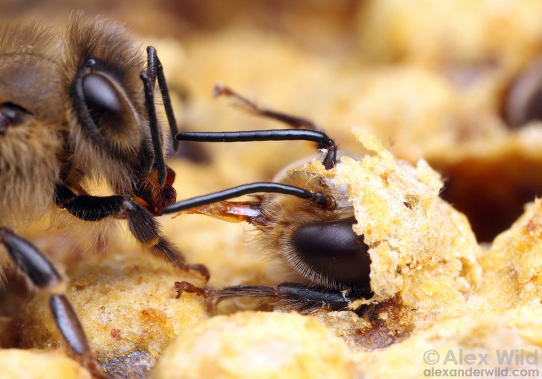 Real Honey Bee, 25 Dried Specimens Insect Taxidermy Real Honey Diorama ...