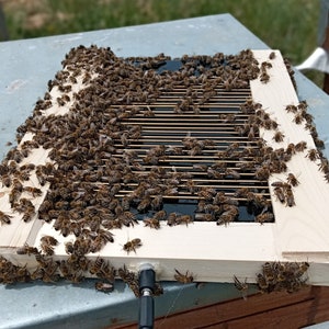 Bee Venom Collector Machine, Raw Bee Venom Collector, 4 Set Bee Venom ...