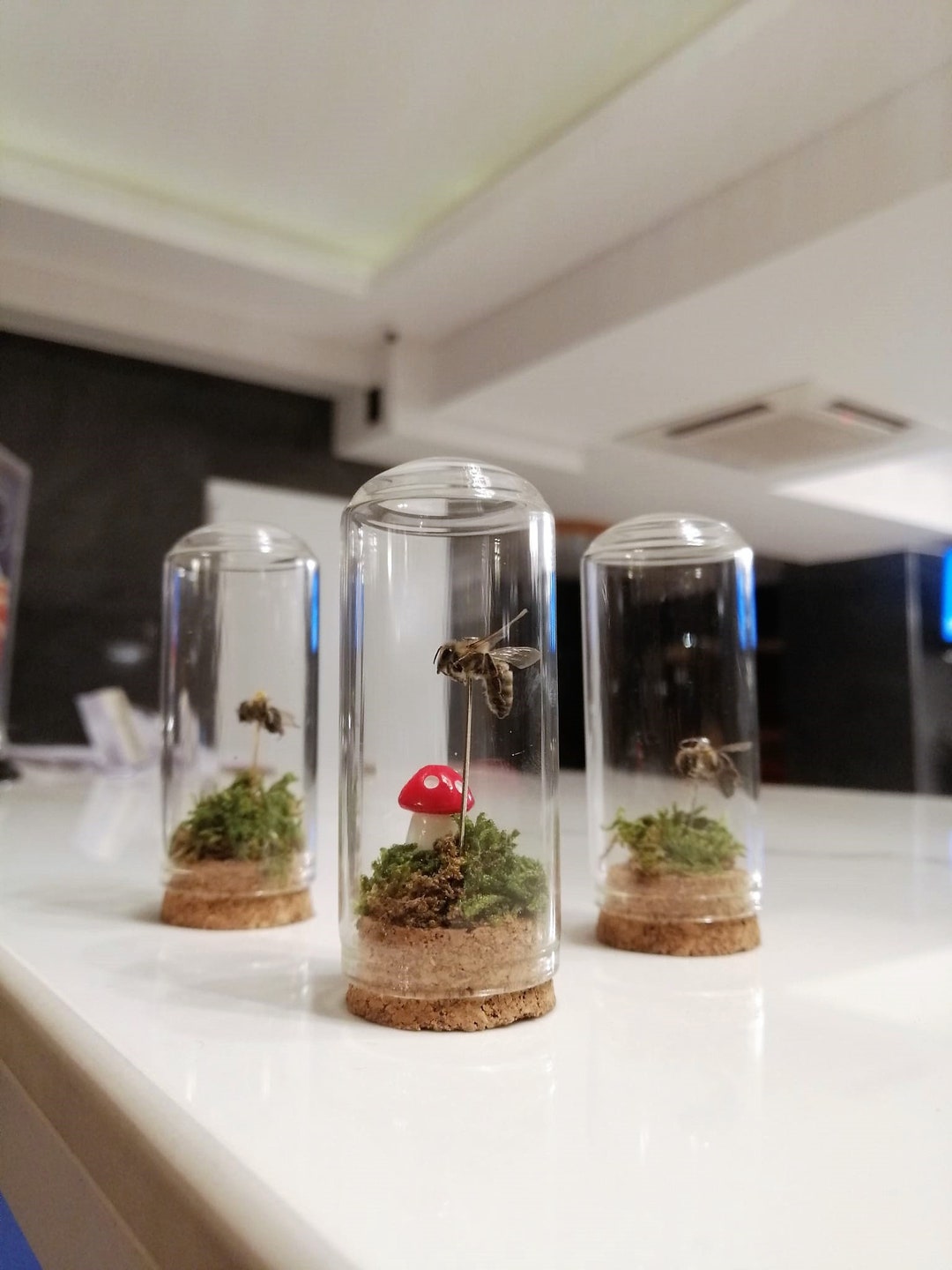 Honey Bee Taxidermy in Mini Glass Domes, Mini Trinket, Oddities ...