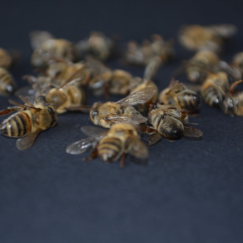 Bees - Etsy
