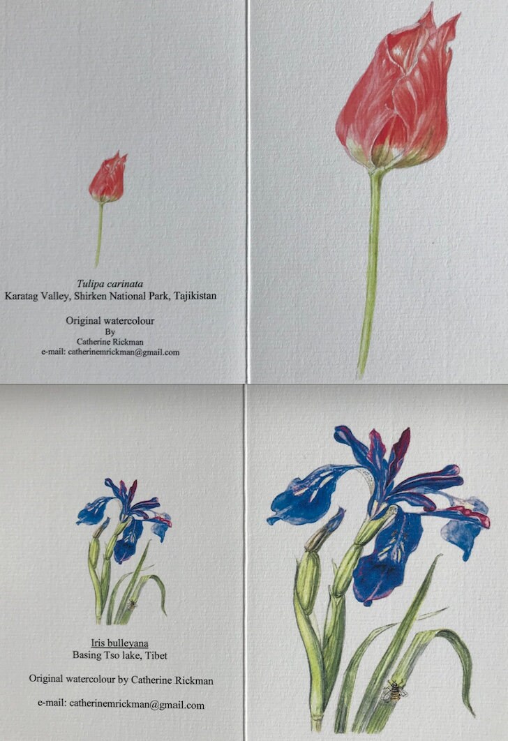 Oxford Printmakers Oxford Greeting Cards Catherine Rickman Card Pack 1 ...