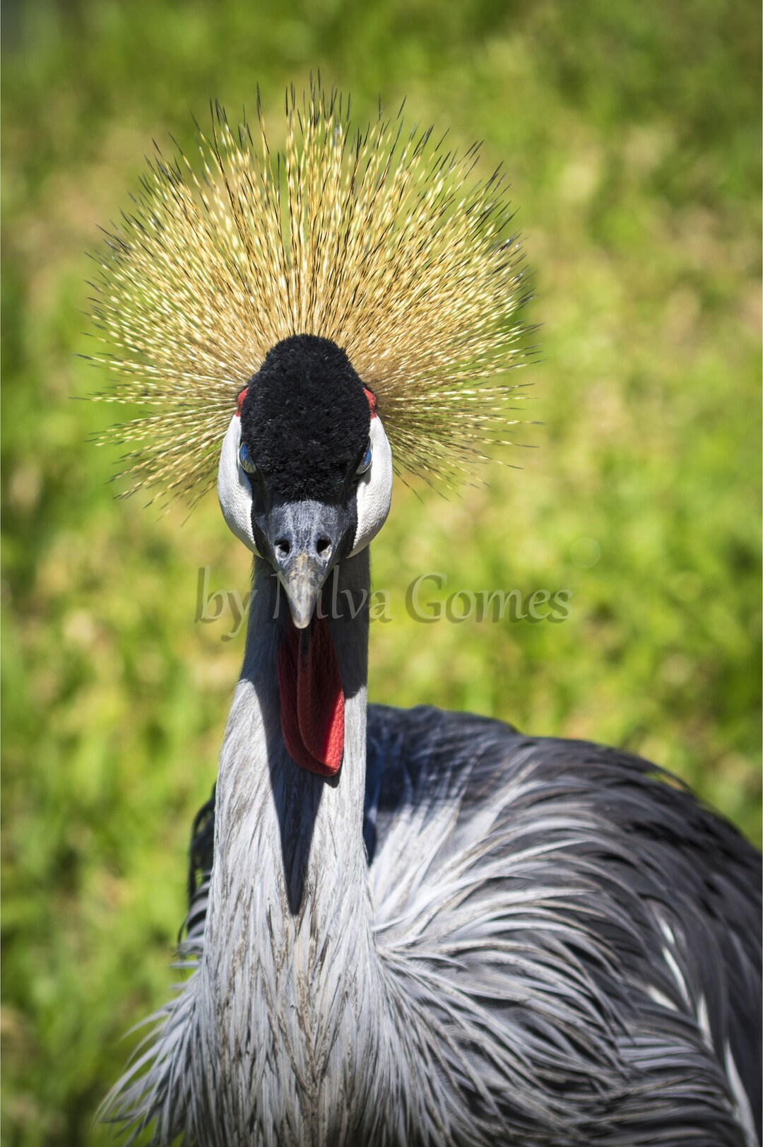 Grey Crowned Crane - Iconic Photo - Photo Poster Nature Photography ...