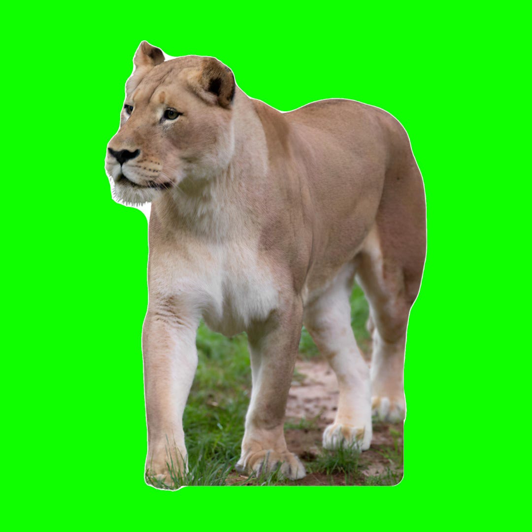 Female Lion - Multi-size Cardboard Cutout | Standup Animals With ...