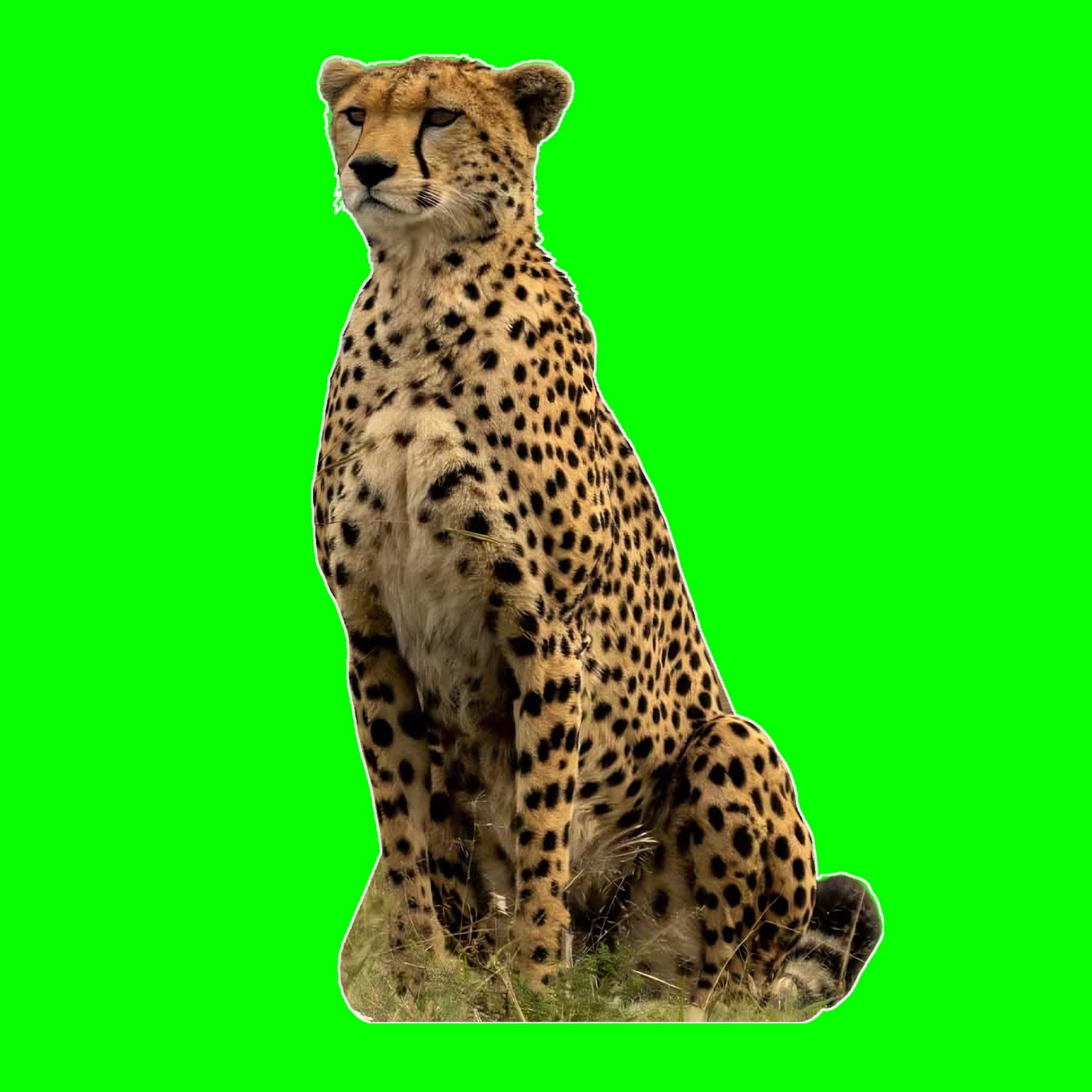 Cheetah - Multi-size Cardboard Cutout | Standup Animals With Support ...