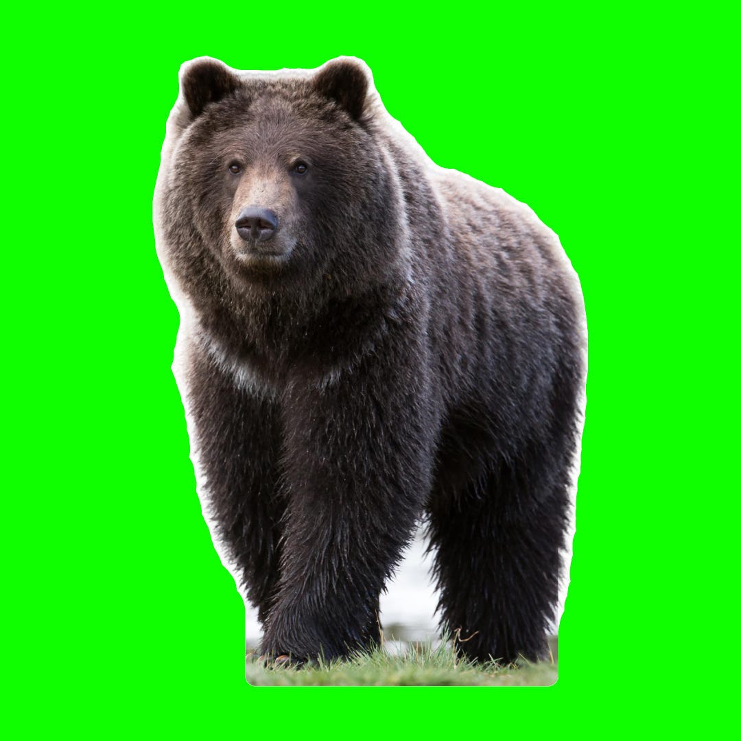 Bear - Multi-size Cardboard Cutout | Standup Animals With Support ...