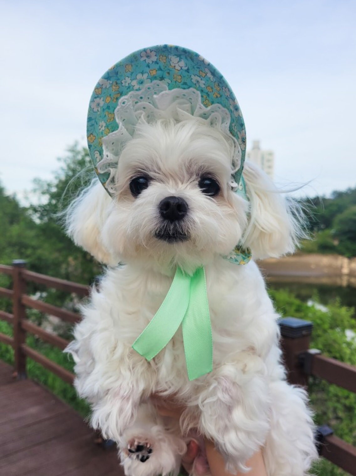 Dog Bonne, Cat Bonnet, Dog Hat/ Small Medium and Large Dogs in Outdoor ...