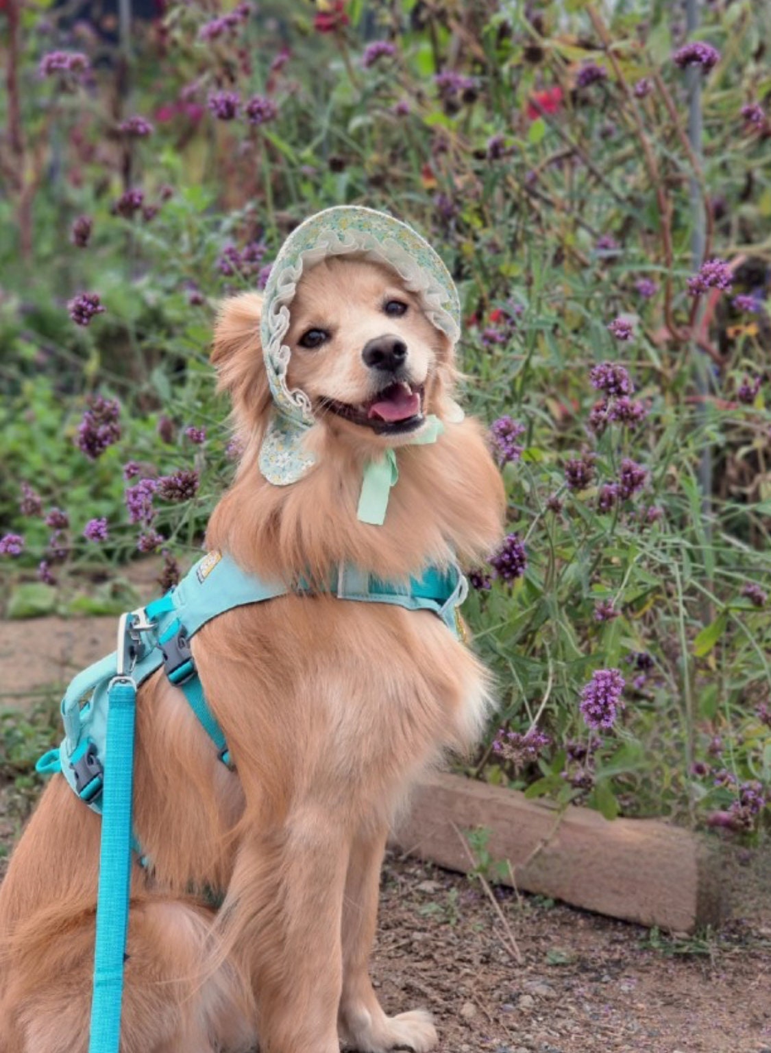 Dog Bonne, Cat Bonnet, Dog Hat/ Small Medium and Large Dogs in Outdoor ...