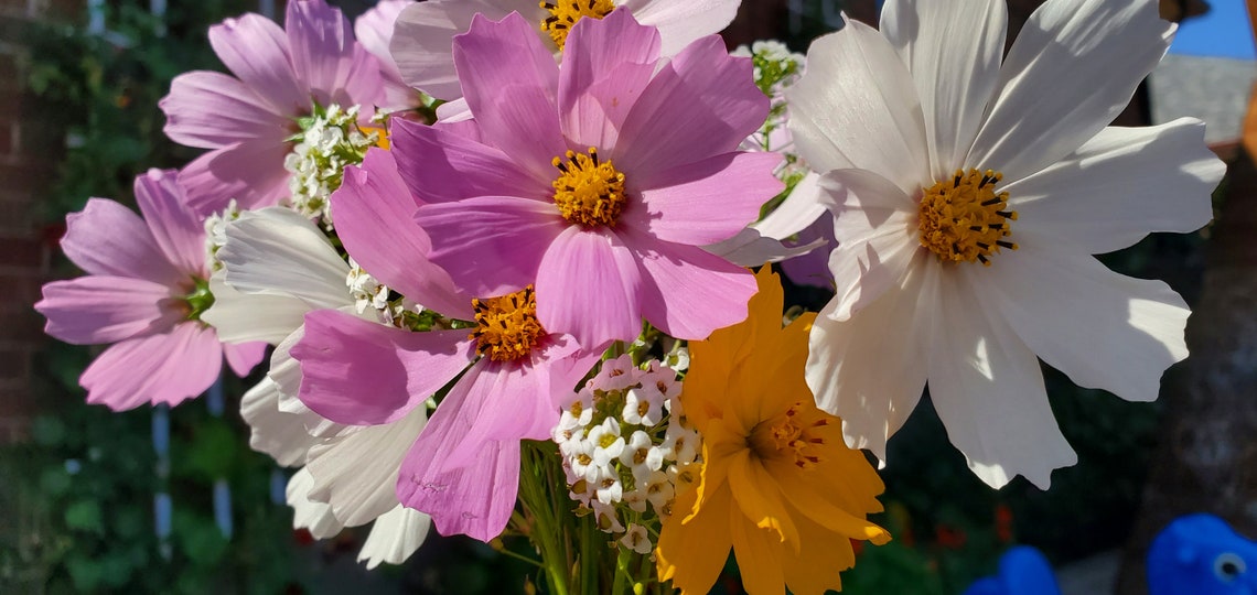 Pink-white Cosmos. Native Plants - Etsy Canada