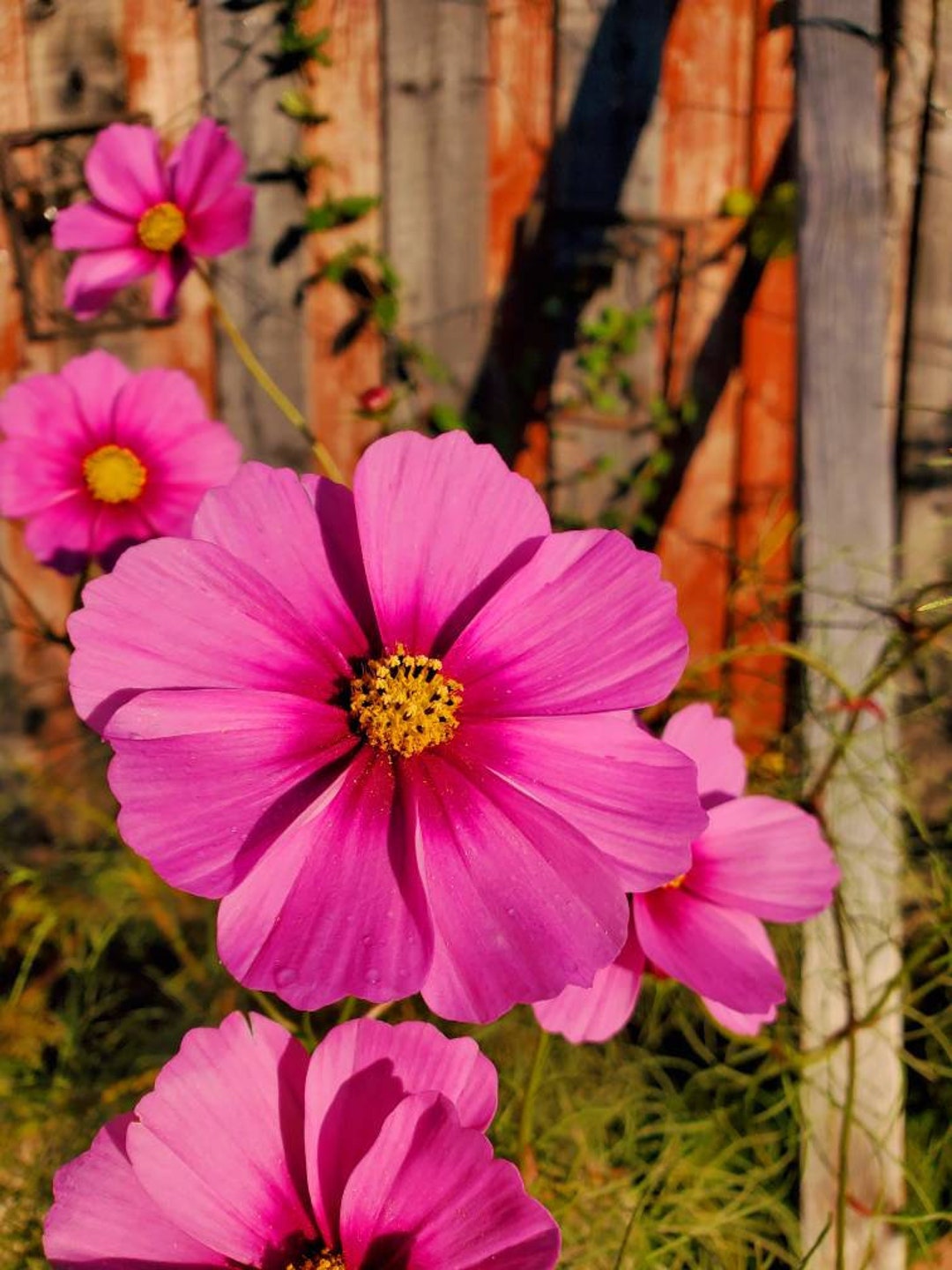 Pink-white Cosmos. Native Plants - Etsy Canada