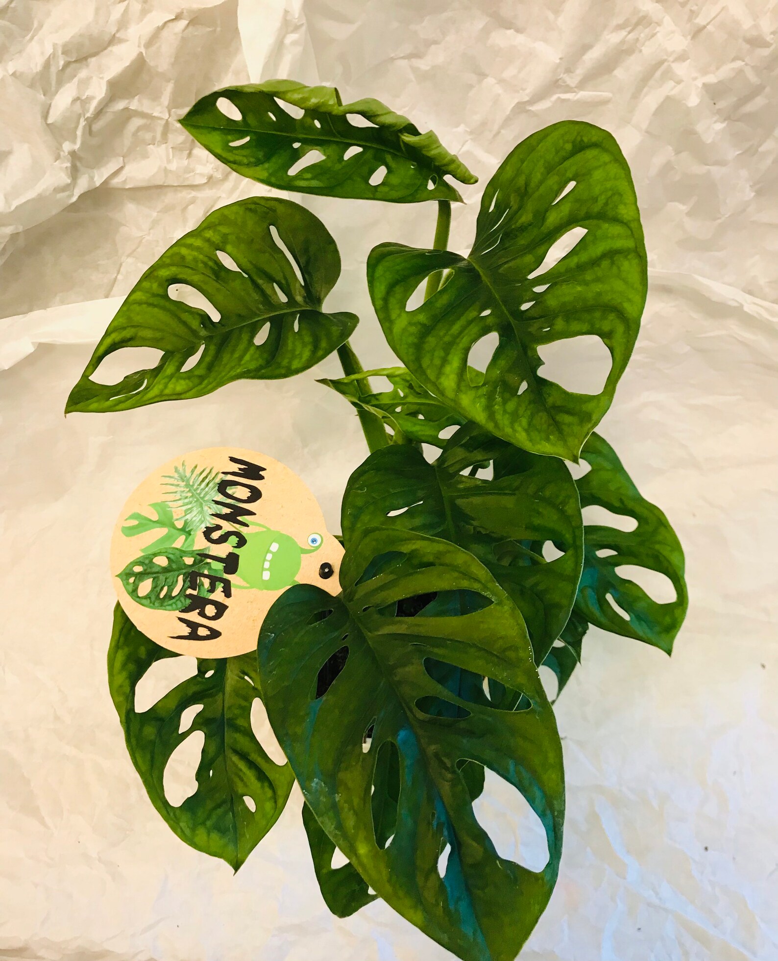 Monstera 'Monkey Mask' Adansonii Ca30 to 35 cm x 12 cm | Etsy