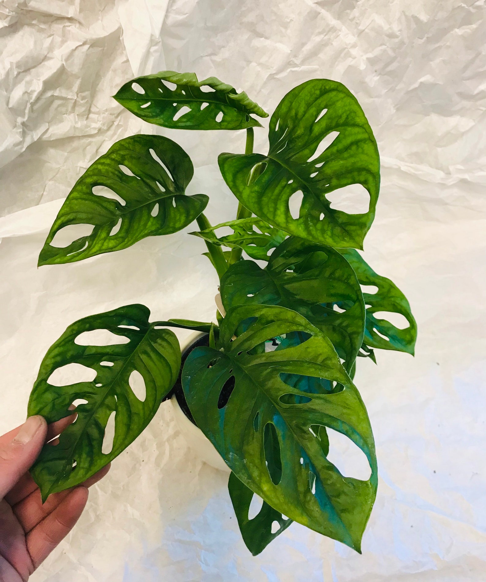 Monstera 'Monkey Mask' Adansonii Ca30 to 35 cm x 12 cm | Etsy