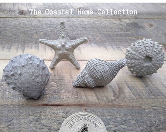 Clam Shell Drawer Pulls - Etsy