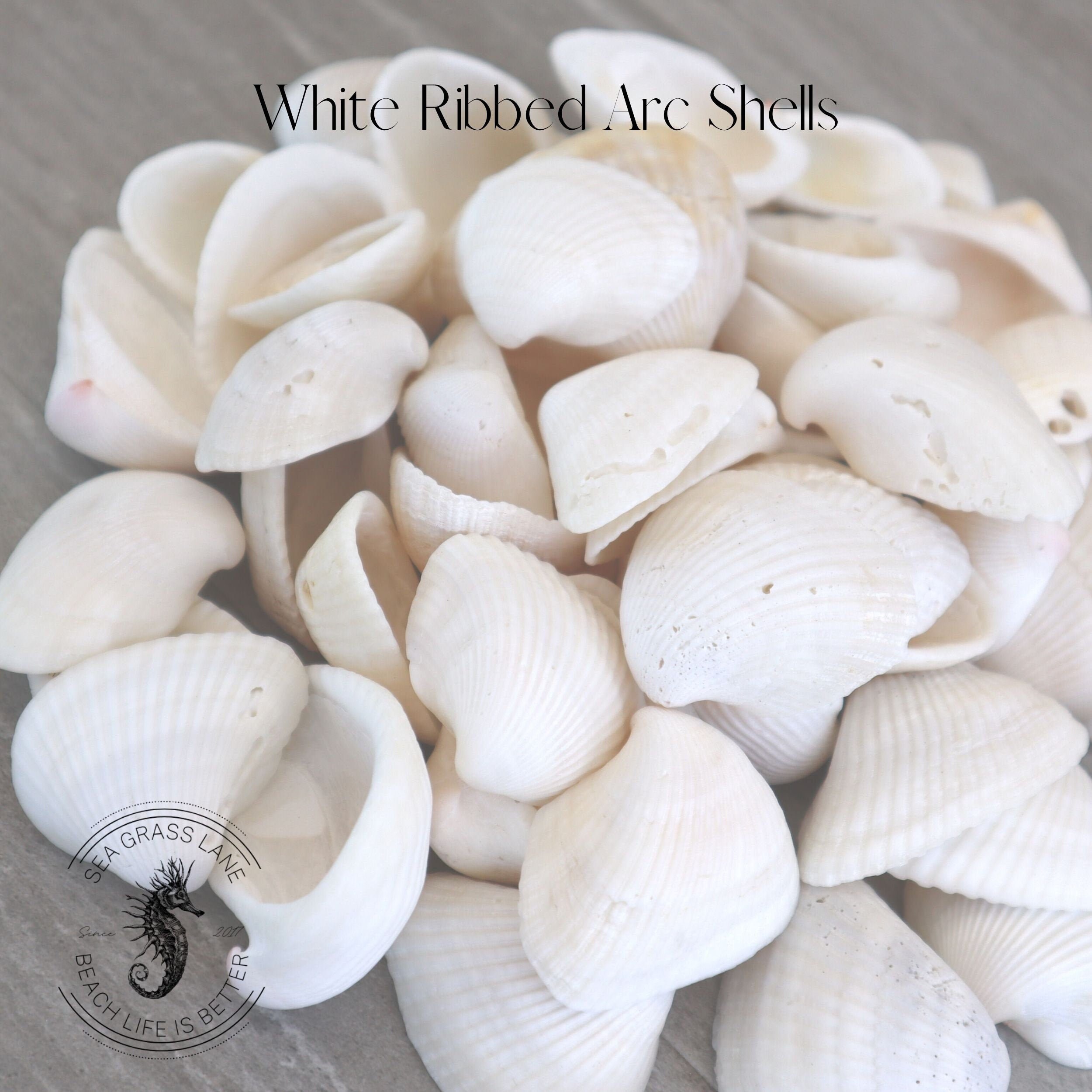 White Arc Shells Florida Shells Ribbed Ark Clam Shells | Etsy