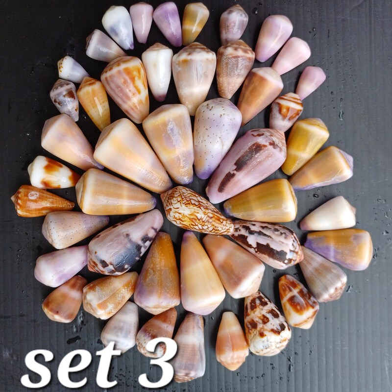 Shell Collector - Etsy