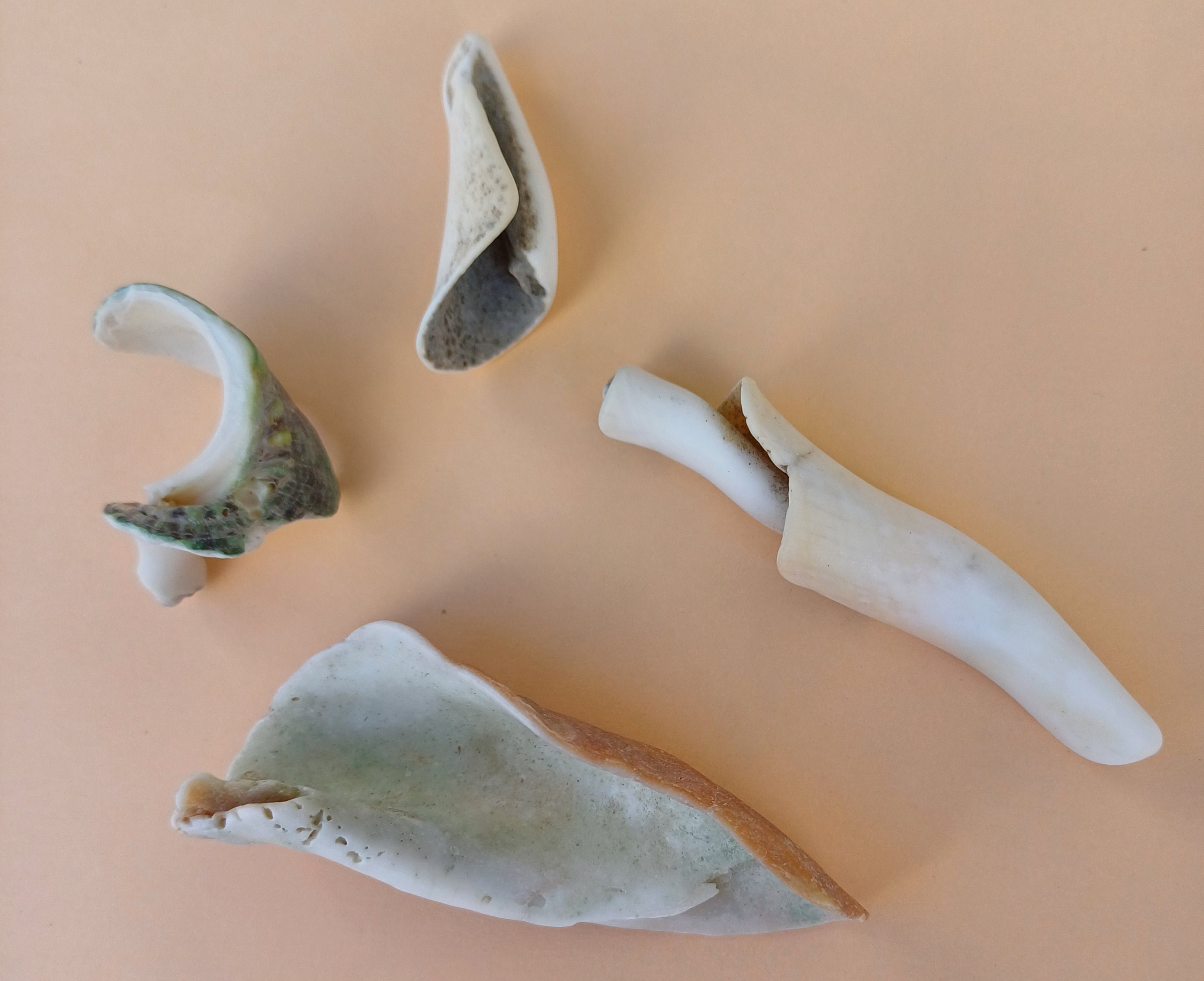 Broken Shells From Lamma Island Ideal for Crafts, Decoration of Fish ...