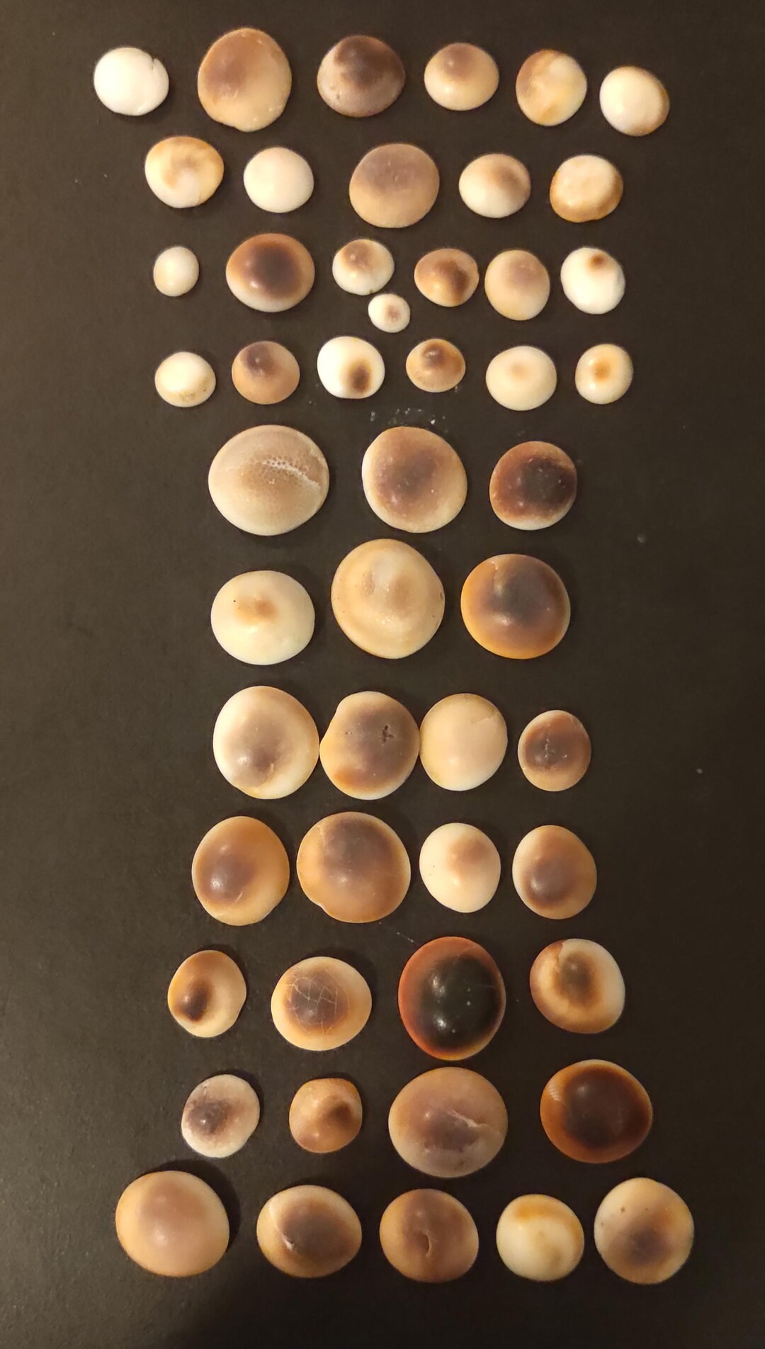 Shells Opercula From Bali, Good for Your Art Projects or Fish Tank ...