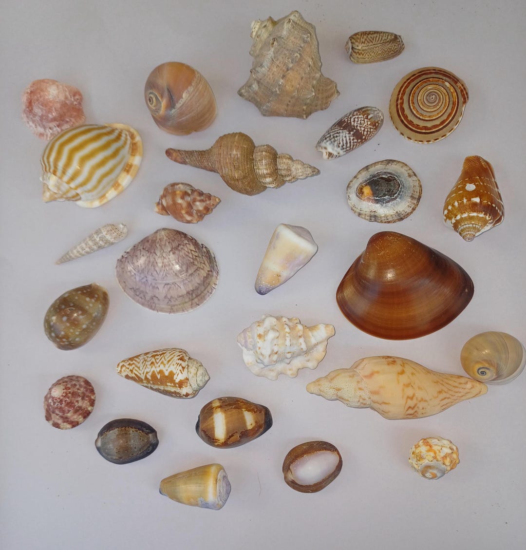 Japanese Shells, Craft and Jewelry Material, Beach House Decor ...