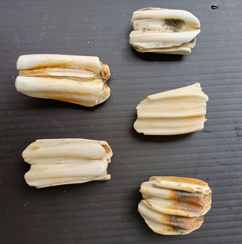5 Sea Washed Teeth, Found in Hong Kong and Japan - Etsy