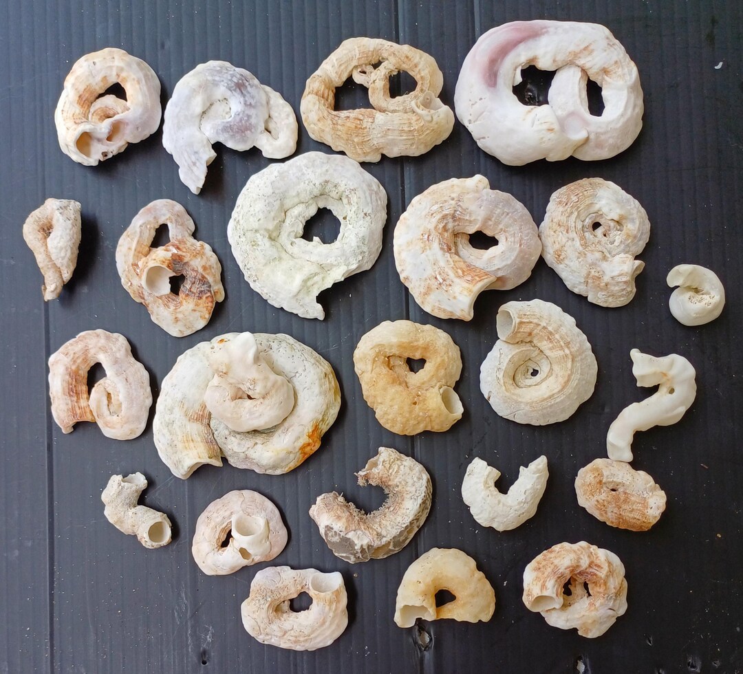 Japanese Worm Shells, Craft & Jewelry Making, Beach House Decor - Etsy