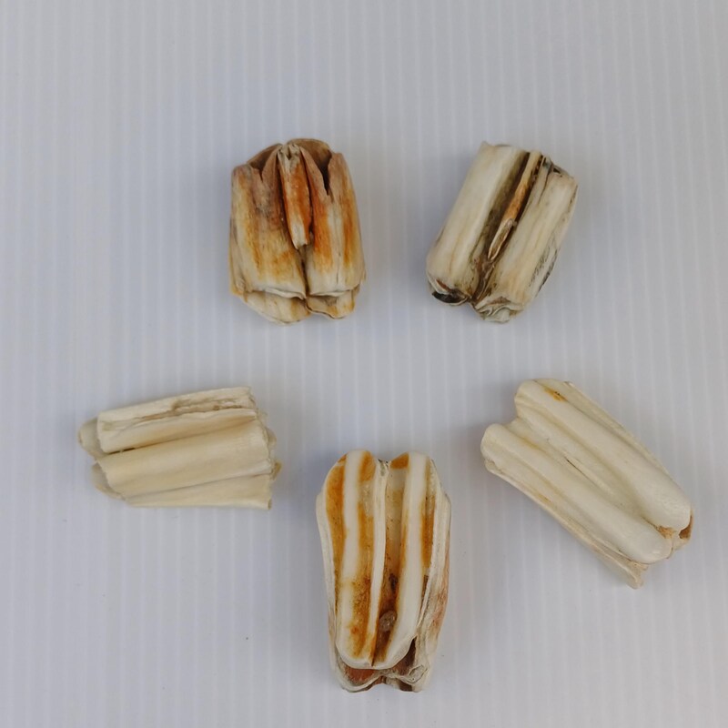 Animal Teeth - Etsy