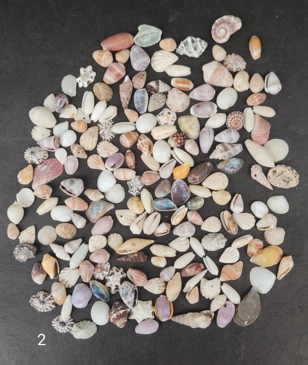 Shells for Crafts, Each Packet of Around 100 G and Above. - Etsy