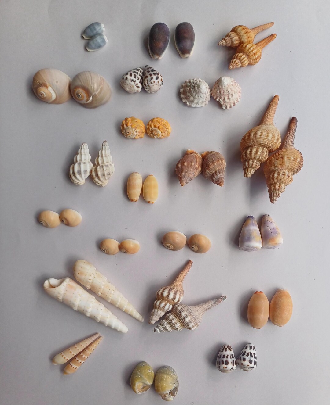 Paired Japanese Seashells, Jewelry Making Supplies, Craft Material - Etsy
