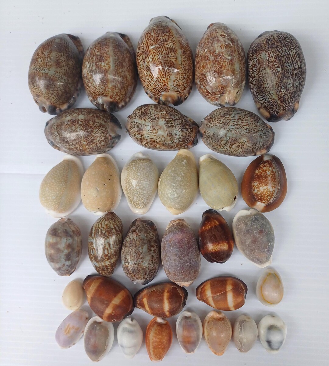 Cowrie Shells, Craft Material, Jewel Maker Material, HK Shells, Beach ...